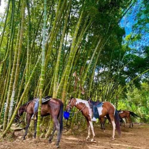 Vayjú - ExploraRutas